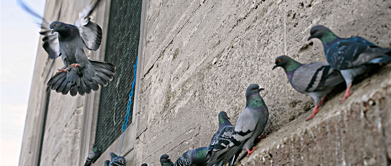 Pigeon Control & Removal